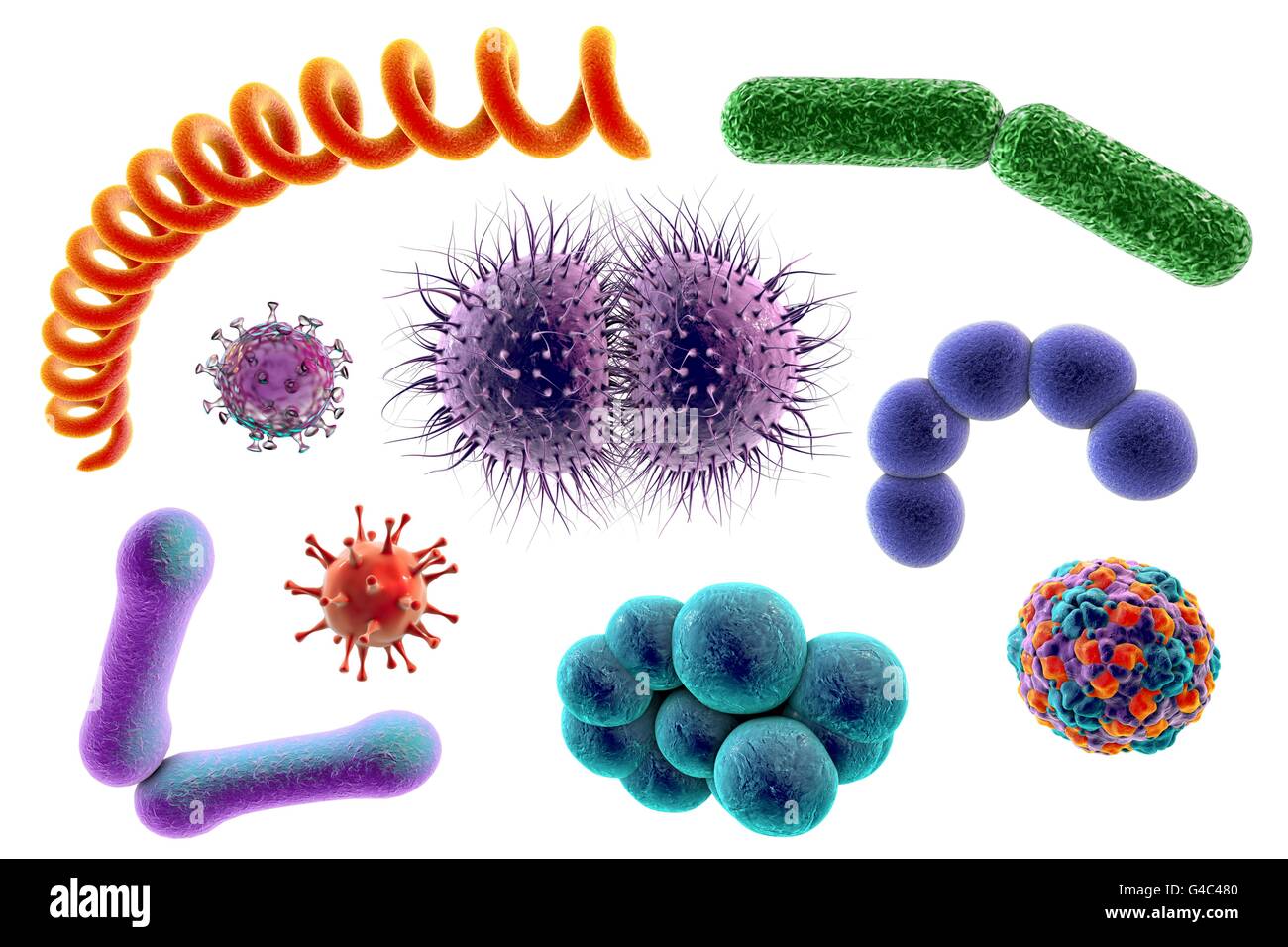 Spherical Bacteria Stock Photos & Spherical Bacteria Stock Images - Alamy