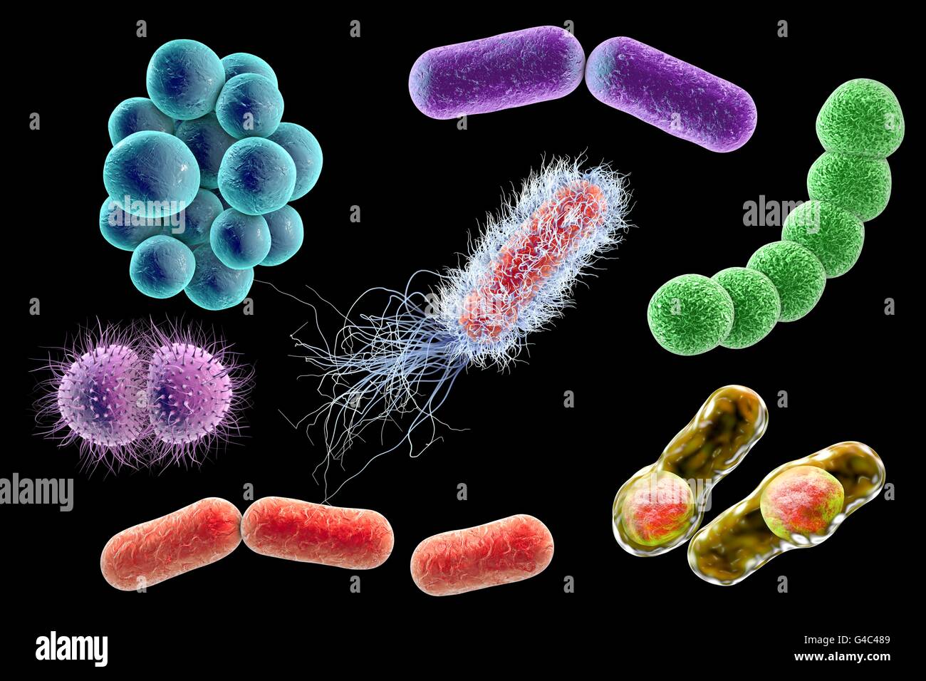 Different bacteria hi-res stock photography and images - Alamy