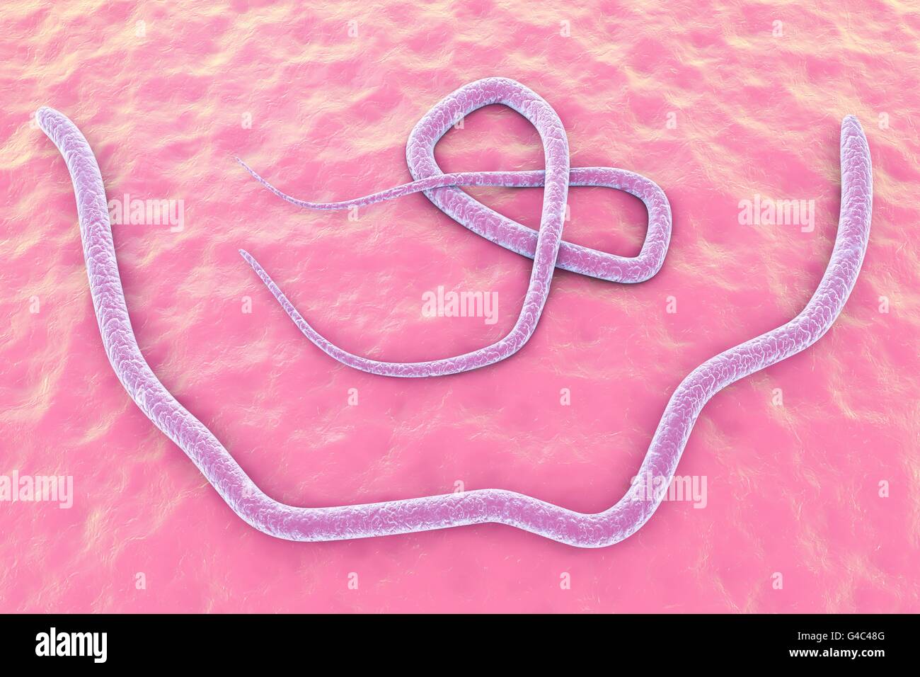 Ascaris roundworms hi-res stock photography and images - Alamy