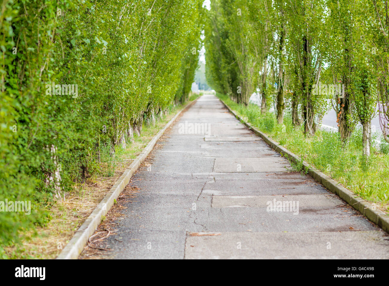 road and green trees on sky background Stock Photo - Alamy