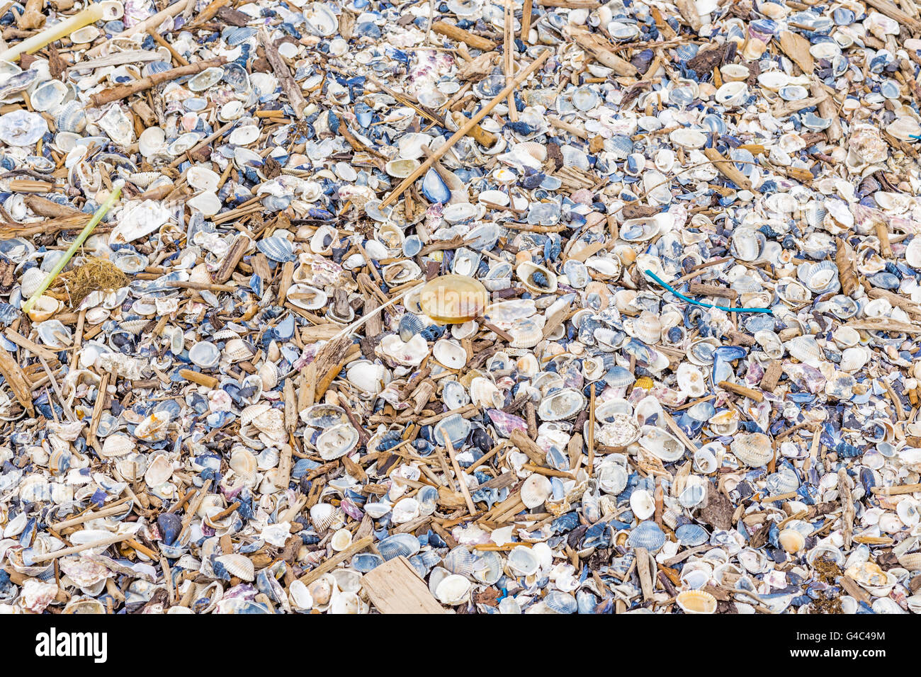 Background of shells and sea debris and plastic cap Stock Photo - Alamy