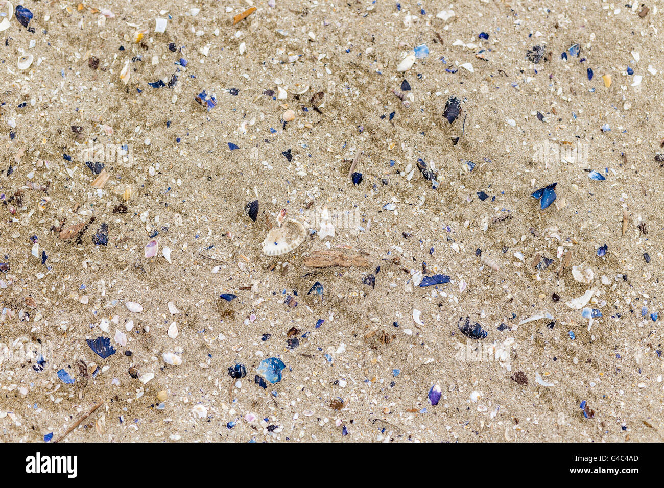 Background of shells and sea debris Stock Photo - Alamy
