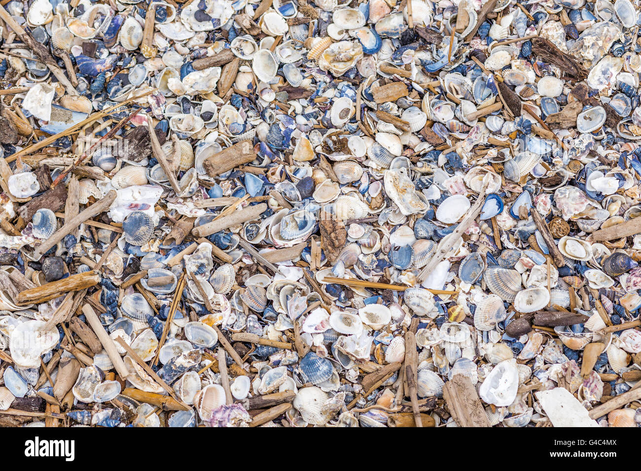 Background of shells and sea debris Stock Photo - Alamy