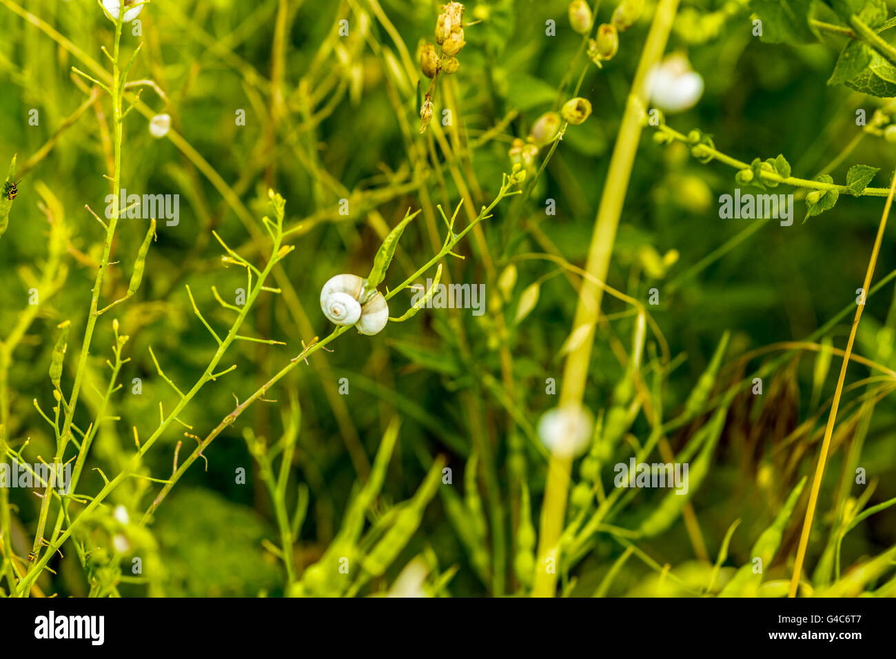 small white snails climbing on wild weeds stems Stock Photo - Alamy