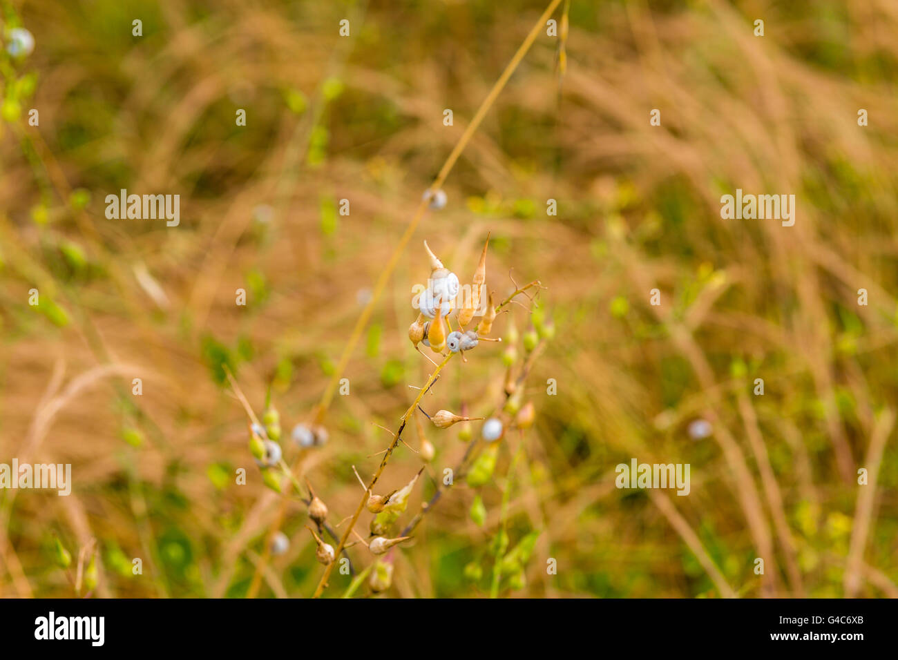 small white snails climbing on wild weeds stems Stock Photo - Alamy