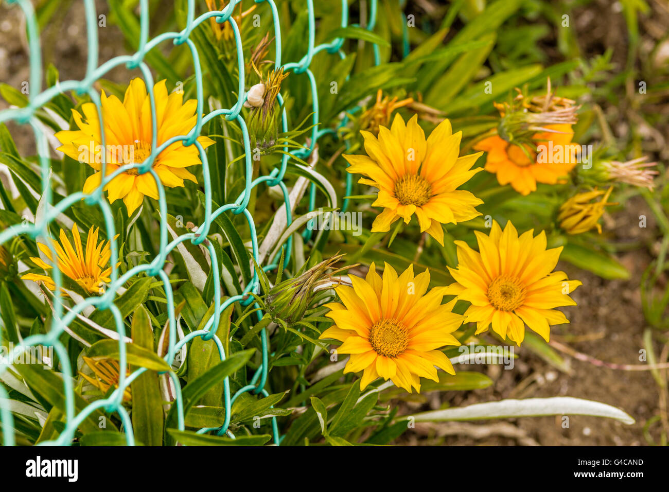 Separated petals hi-res stock photography and images - Alamy