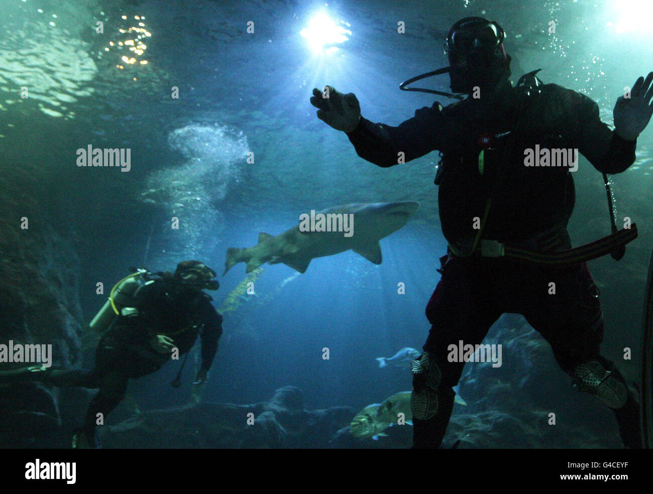 Shark trust hi-res stock photography and images - Alamy