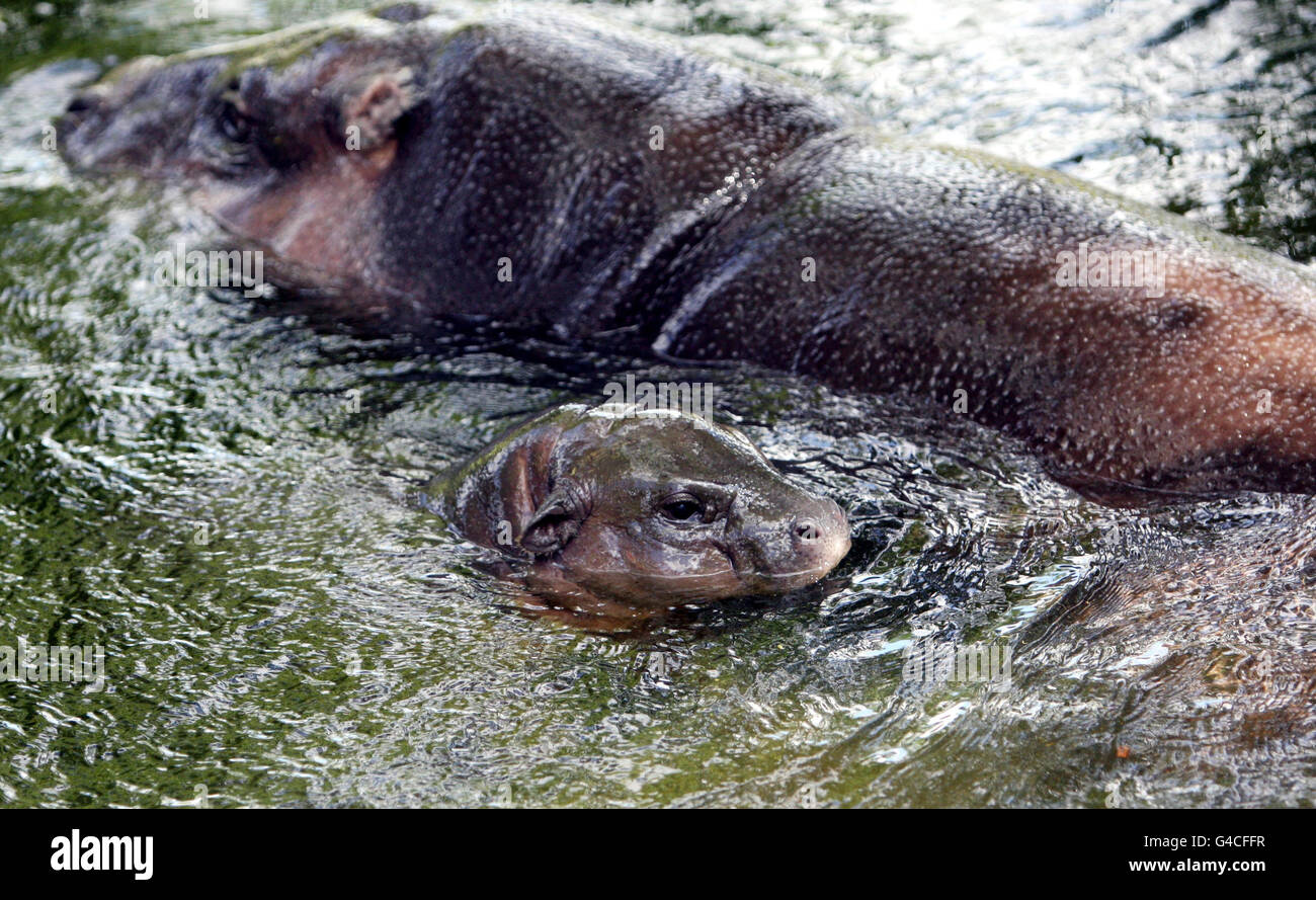 Hippo calf whipsnade zoo hi-res stock photography and images - Alamy