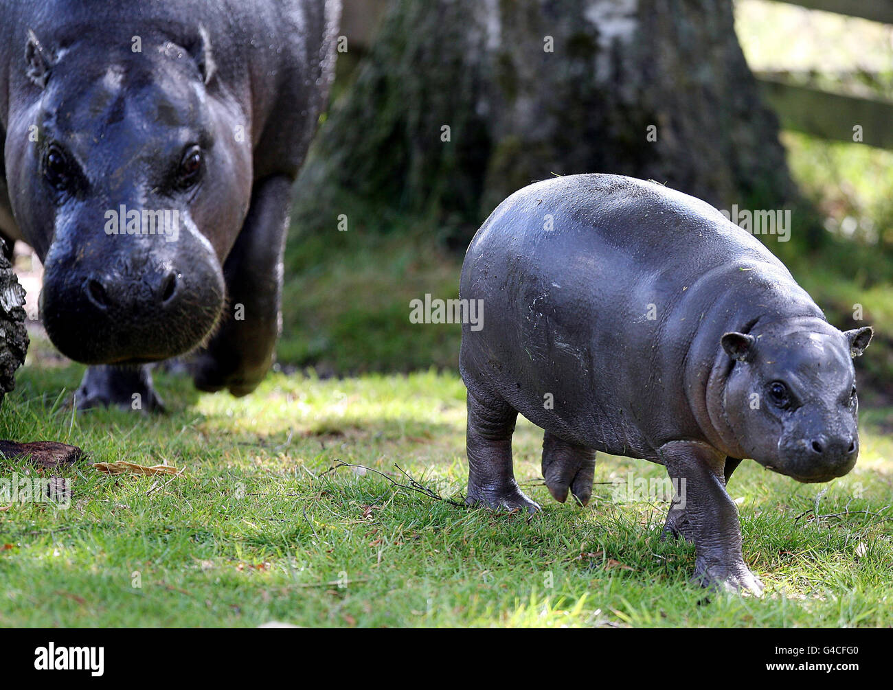 Hippo calf at Whipsnade Zoo Stock Photo - Alamy