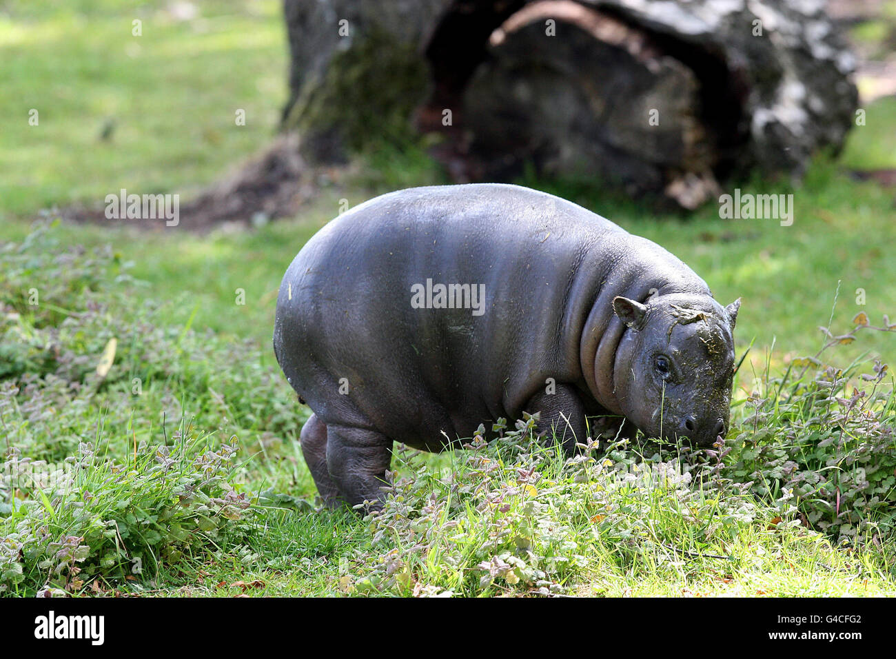Hippo calf at Whipsnade Zoo. Pygmy hippo Sapo at Whipsnade Zoo near ...