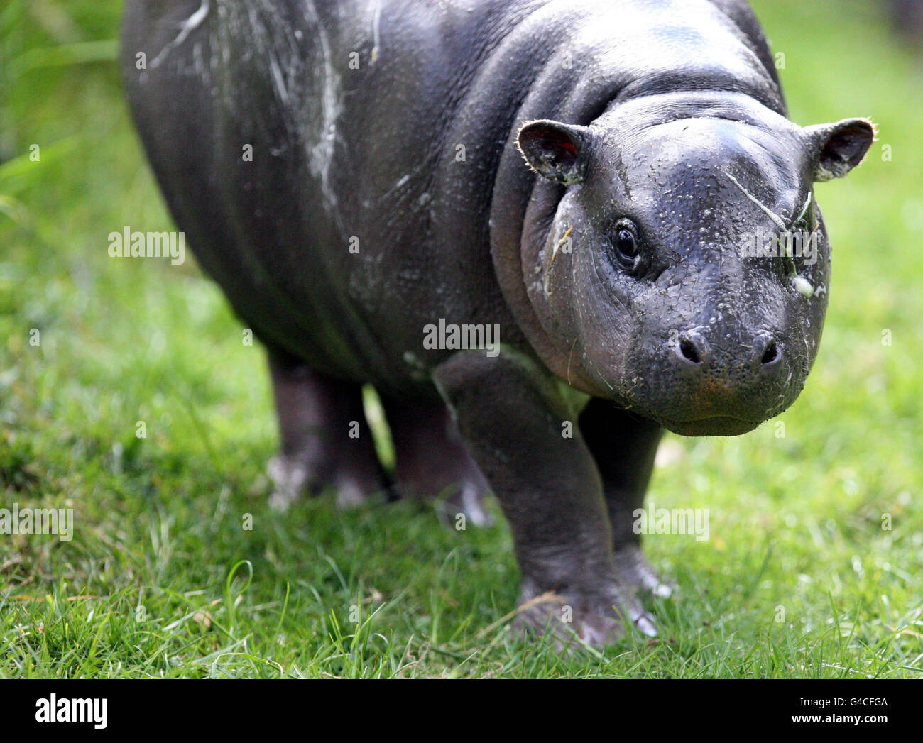 Hippo calf at Whipsnade Zoo Stock Photo - Alamy