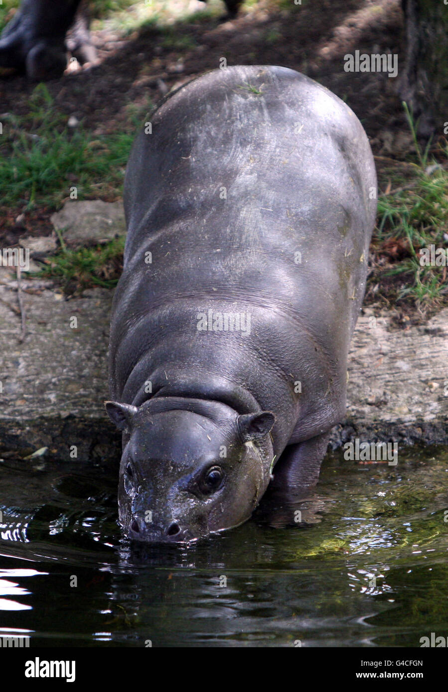 Hippo calf at Whipsnade Zoo Stock Photo - Alamy