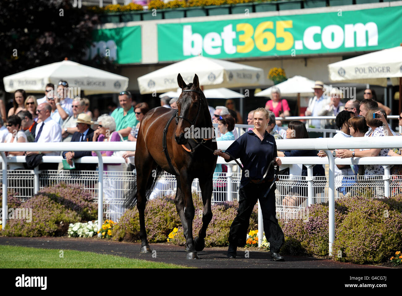 Horses are led around the parade ring at Sandown Park Stock Photo - Alamy