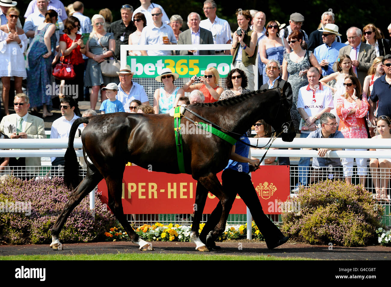 Horses are led around the parade ring at sandown park hi-res stock ...