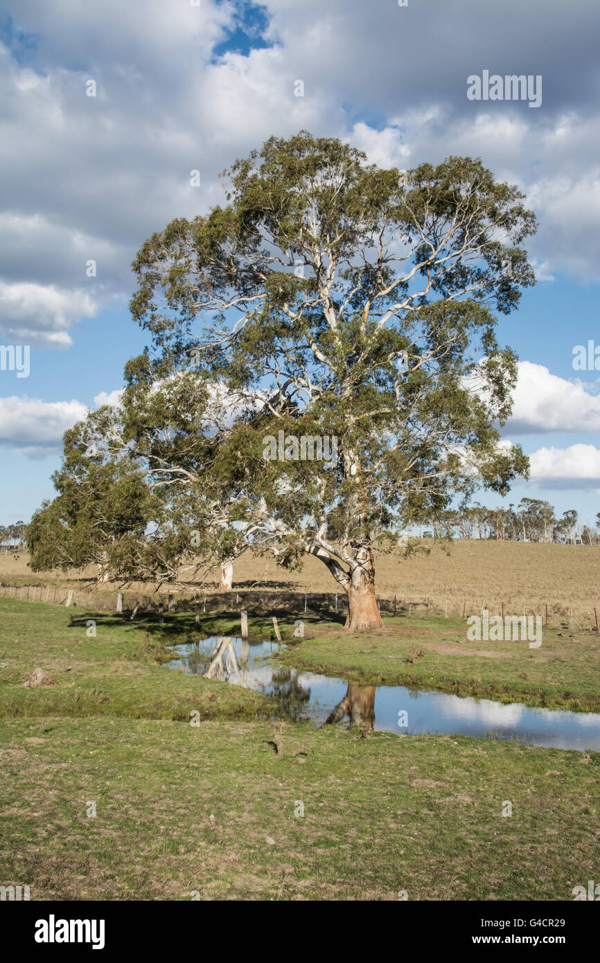 Large Gum Tree beside a Water Hole at Uralla NSW Australia Stock Photo ...