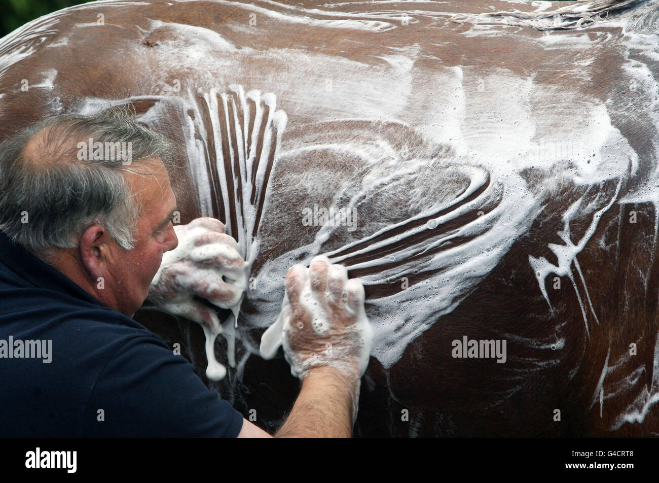 A man (name not given) lathers up a entrant in the Heavy Horse wash ...