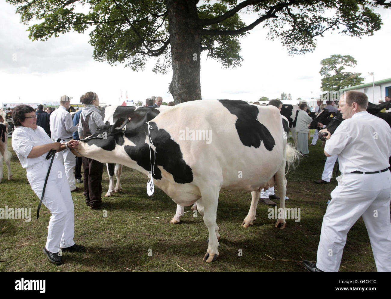 Cows are taken through to the show ring at the Royal Highland show in ...
