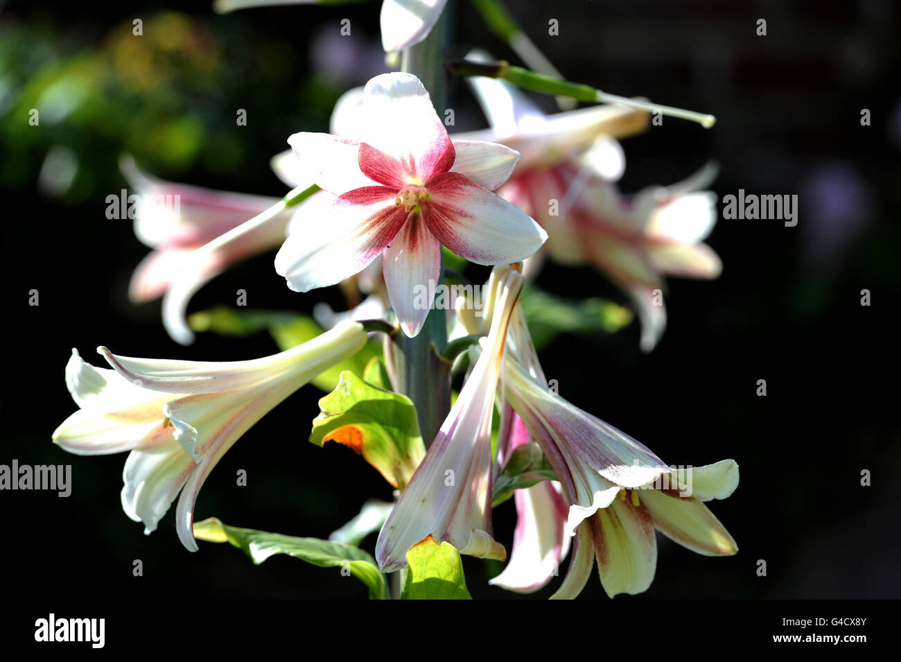 Rare lilies damaged by rain hi-res stock photography and images - Alamy