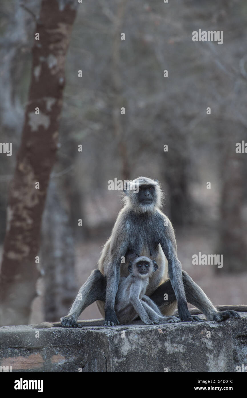 Animal hanuman hi-res stock photography and images - Alamy