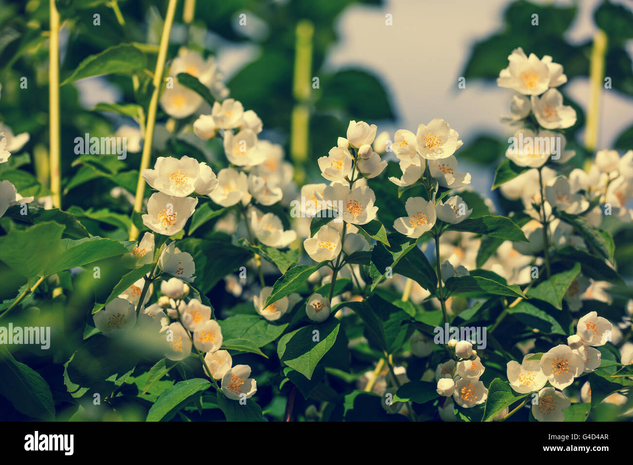 Blossoming jasmine bush Stock Photo - Alamy