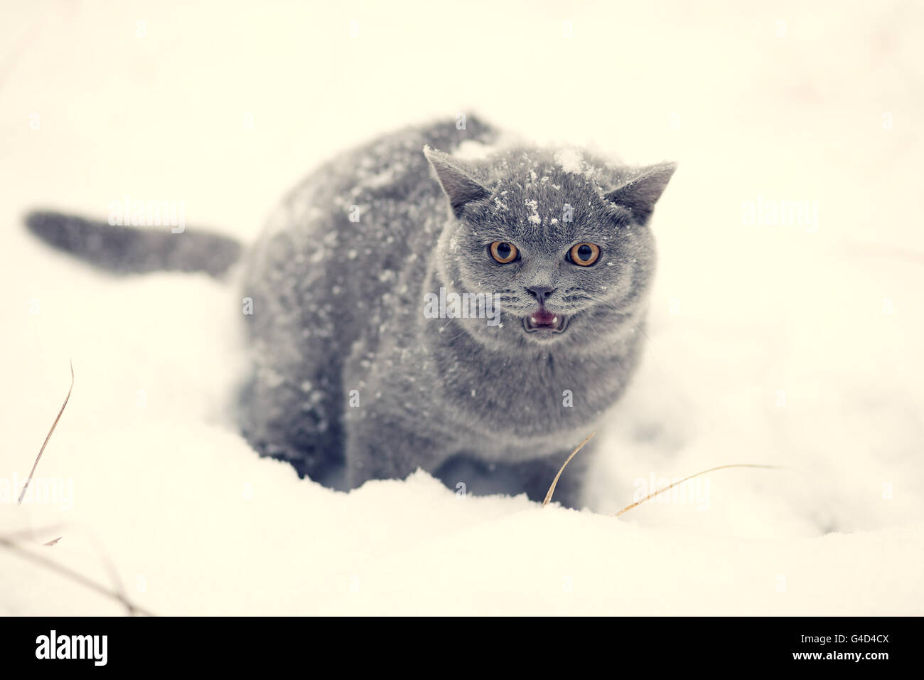 Sad cat walking in snow Stock Photo - Alamy