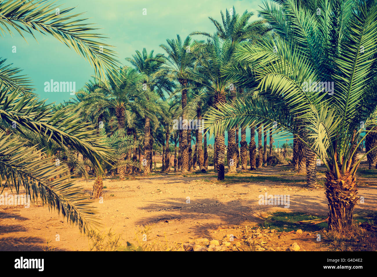 Date palm trees plantation Stock Photo - Alamy