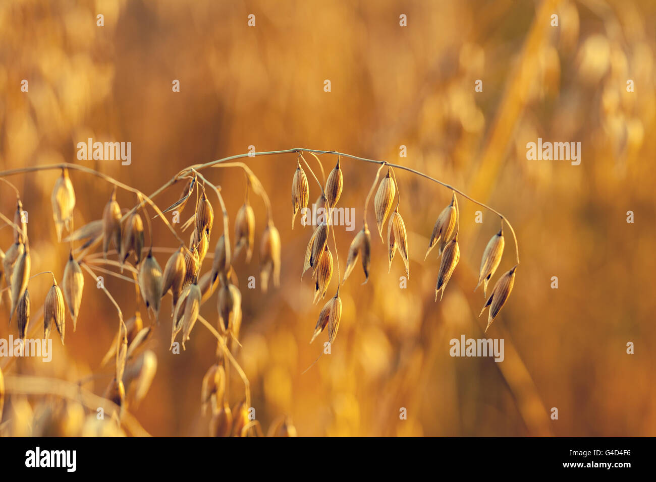 Oat spica hi-res stock photography and images - Alamy