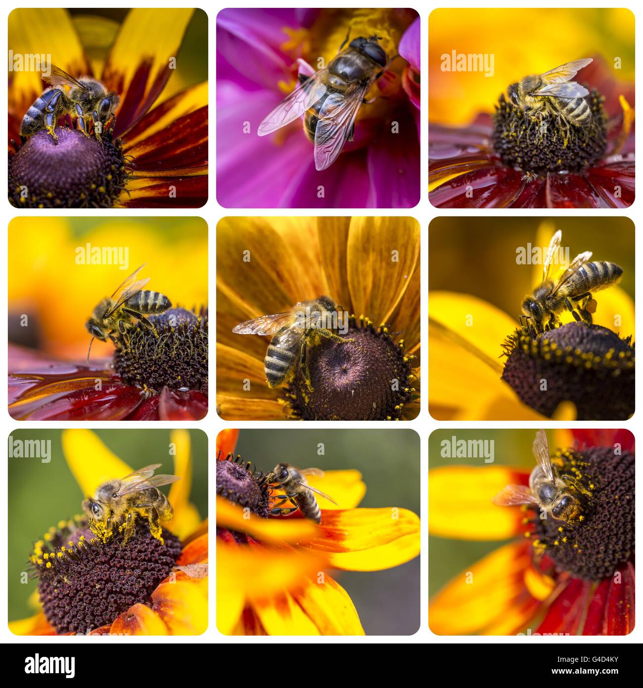 Collage of Western Honey Bee images - travel background (my photos ...