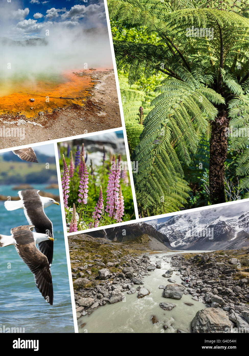 Collage of New Zealand images - travel background (my photos Stock ...