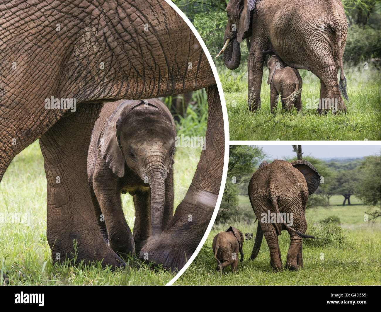 Collage of Elephants from Tanzania - travel background (my photos Stock ...