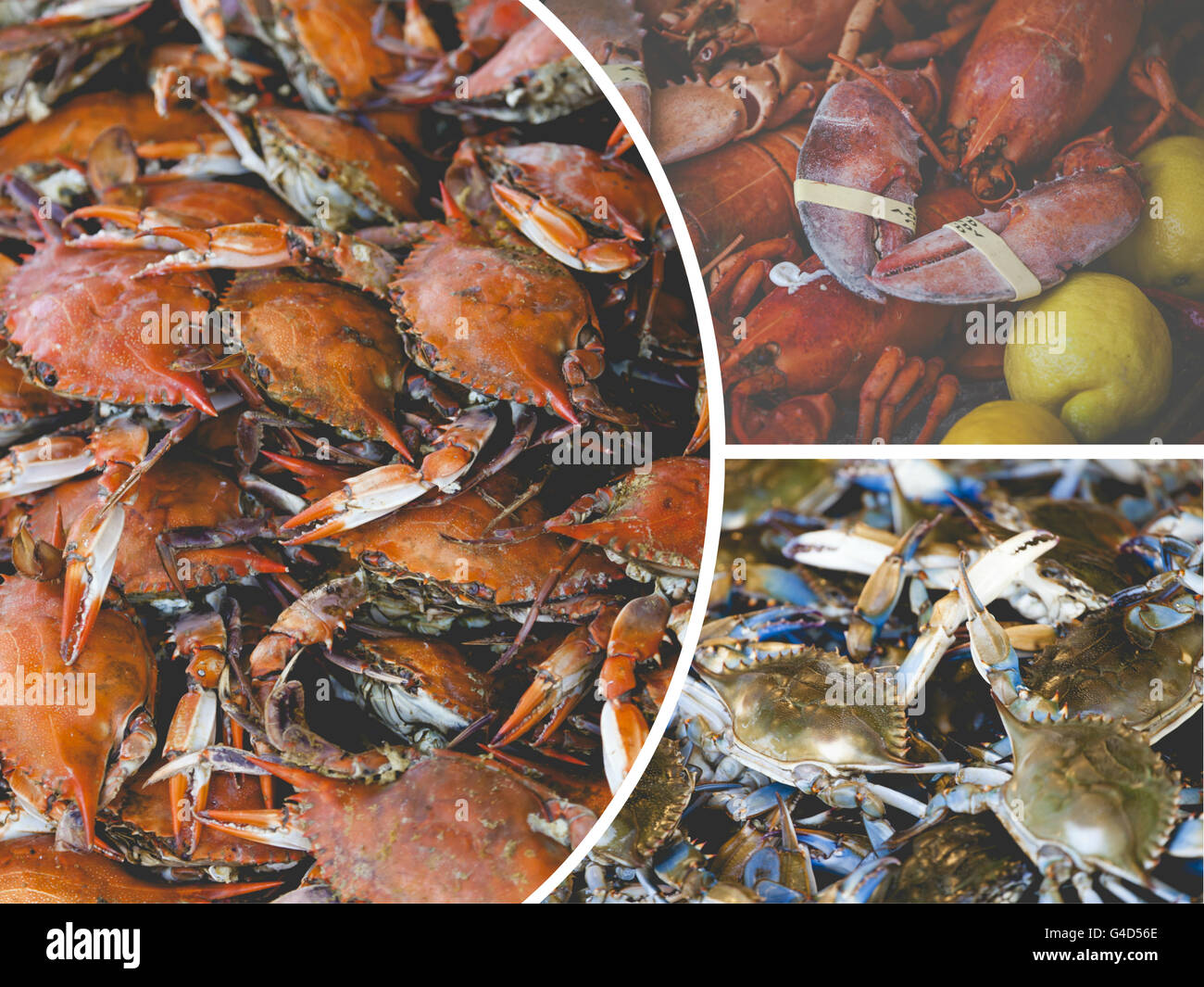 Collage of Crabs Stock Photo - Alamy