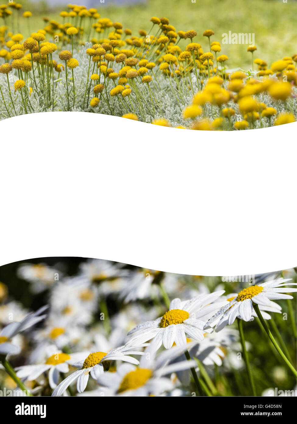 Collage of spring flowers Stock Photo - Alamy