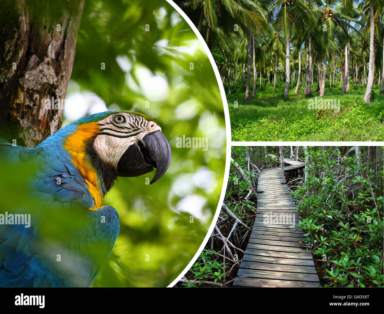 Collage of Tropical island in Colombia images - travel background (my ...