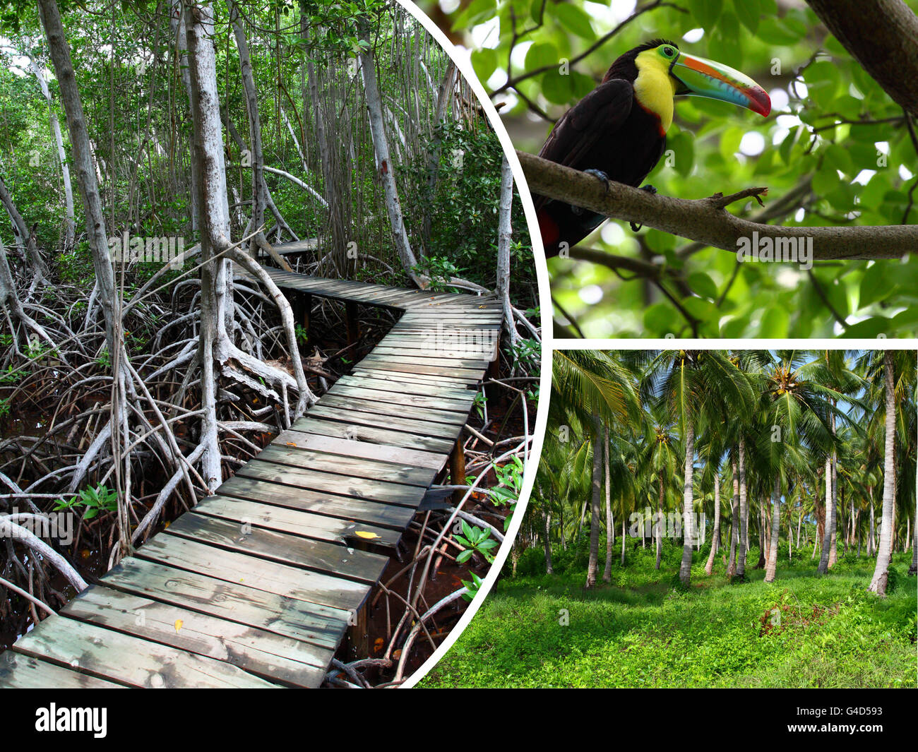 Collage of Tropical island in Colombia images - travel background (my ...