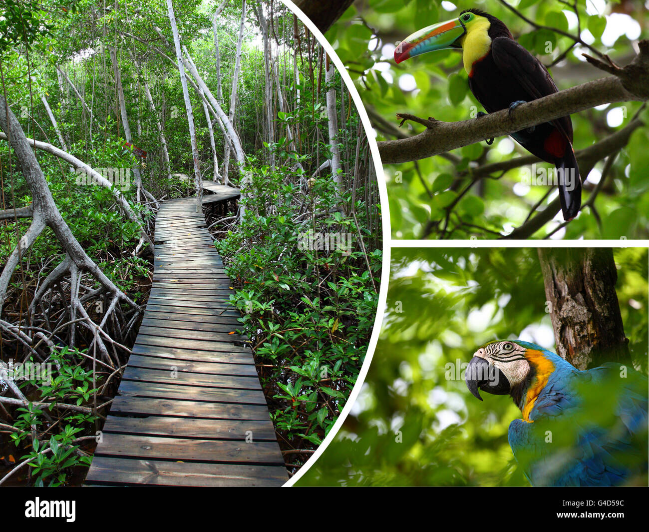 Collage of Tropical island in Colombia images - travel background (my ...
