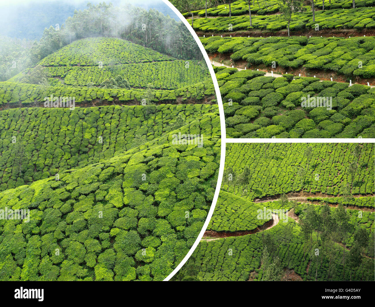 Collage of tea plantations in Munnar ( India ) images - travel ...