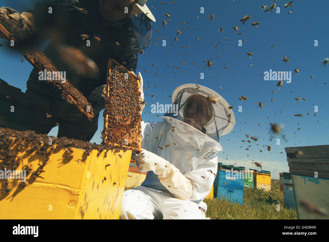 Bees swarming around a honeycomb hi-res stock photography and images ...