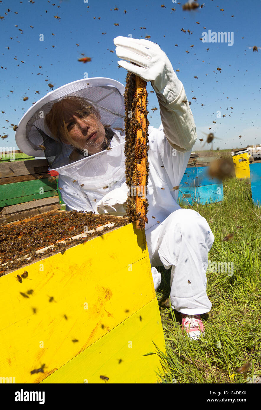 Vertical photo of a woman beekeeper in white protection suit watching ...