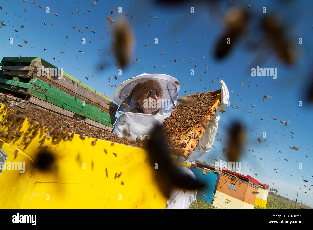 Horizontal photo of a beekeeper in white protection suit watching over ...