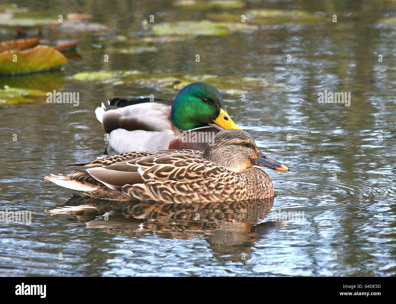 Pair of Mallard on the water Stock Photo - Alamy