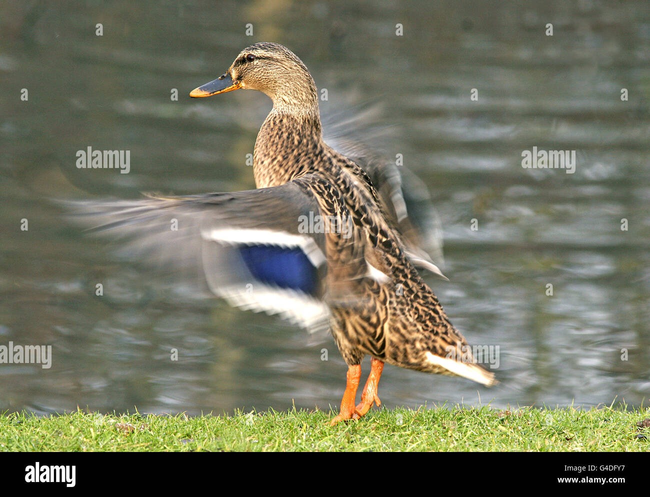 Exercising wing hi-res stock photography and images - Alamy
