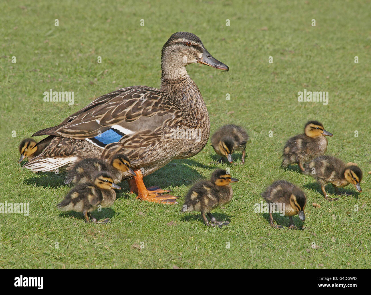 Female standing with day old ducklings Stock Photo - Alamy