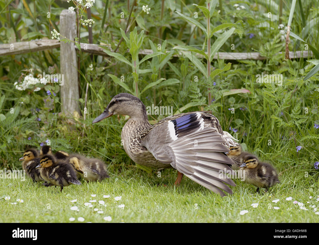 female duck with day old ducklings, stretching it's wing. Washington ...