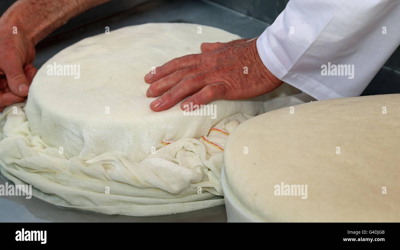 hands of an old and expert cheesemaker checks the wheels cheese in the ...