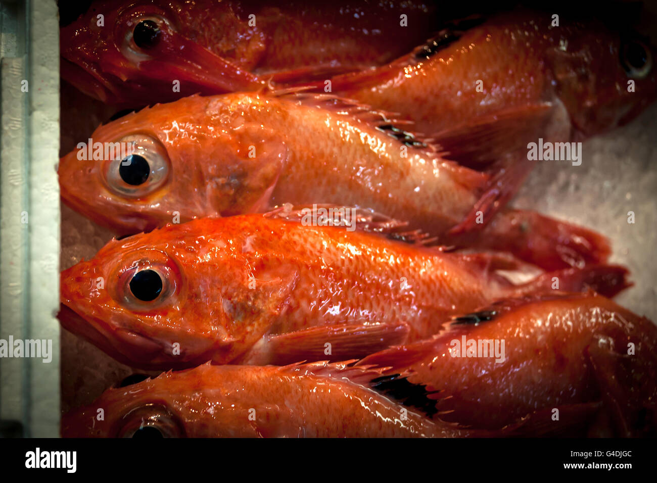 Goat fish hi-res stock photography and images - Alamy