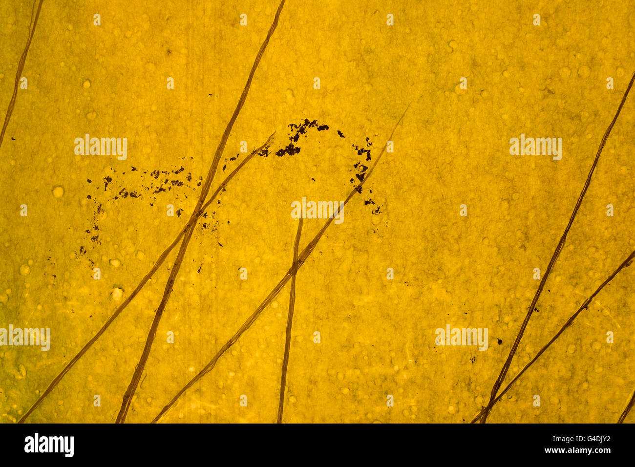Mulberry beauty hi-res stock photography and images - Alamy