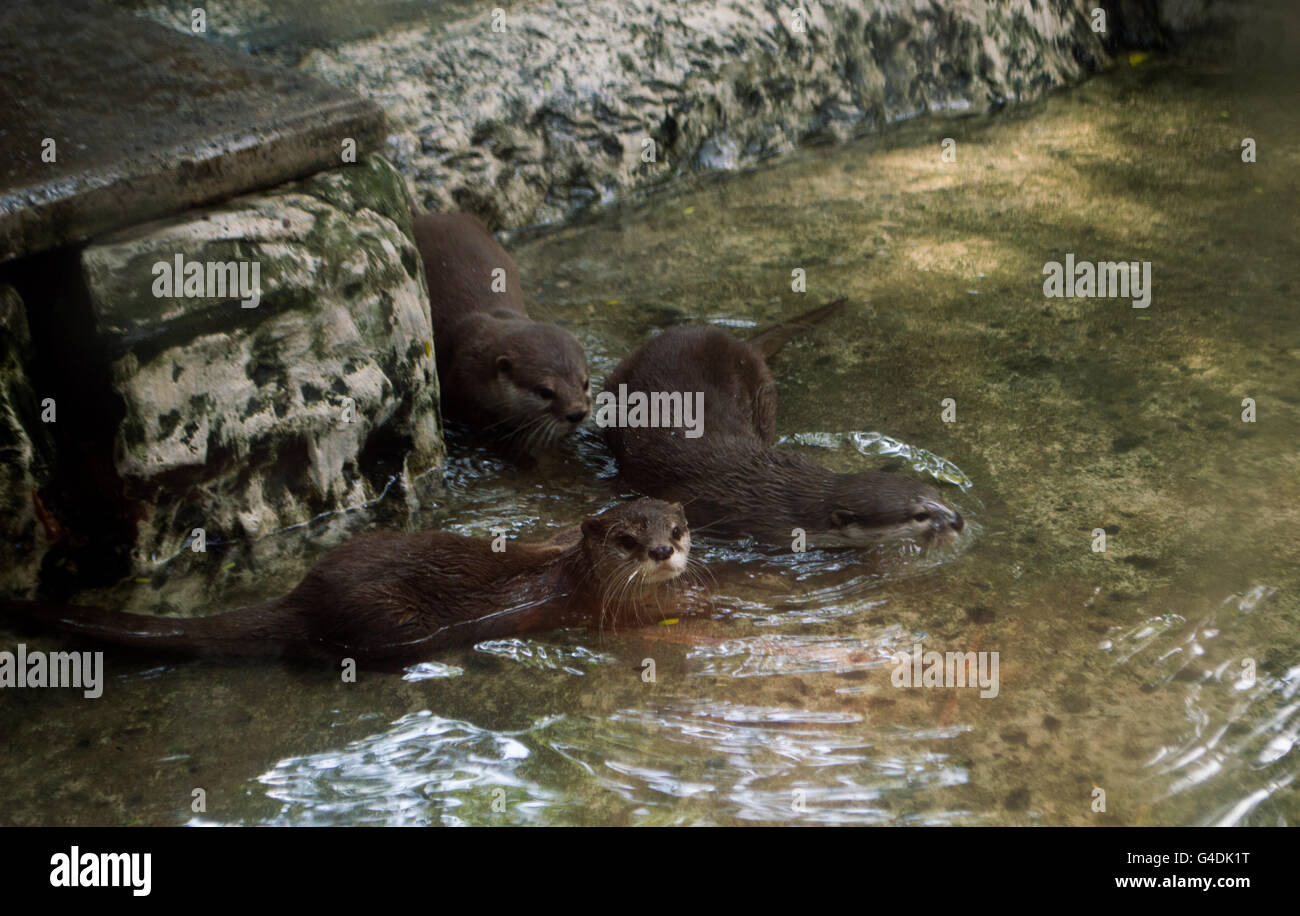Three otters swimming Stock Photo - Alamy