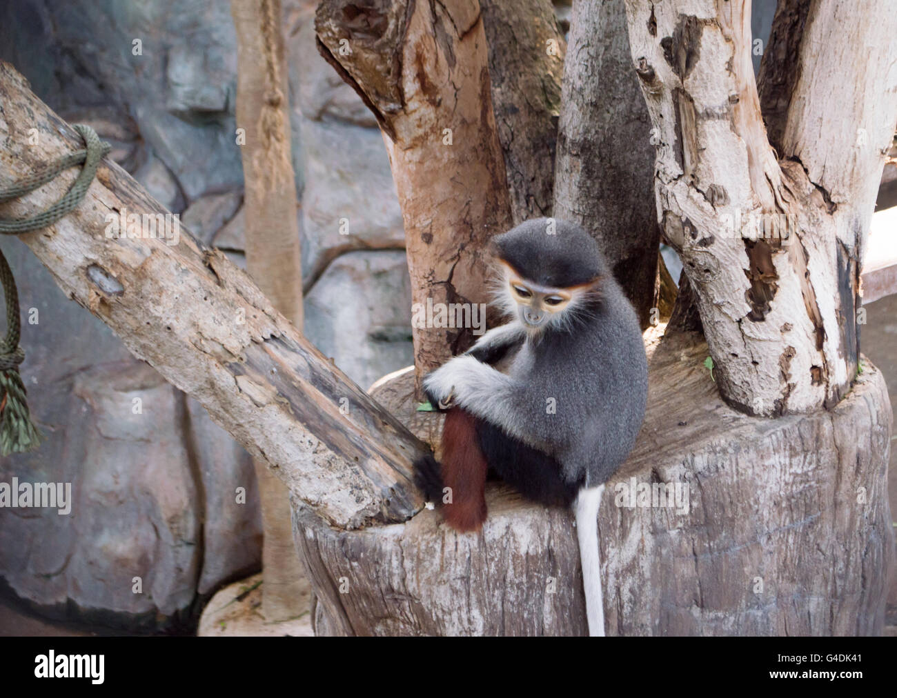 Red-shanked douc, Pygathrix nemaeus Stock Photo - Alamy