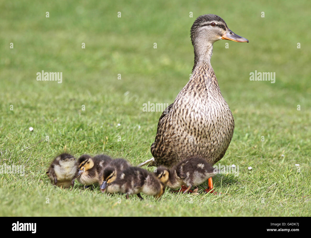Adult female duck with day old ducklings, Washington, West Sussex ...