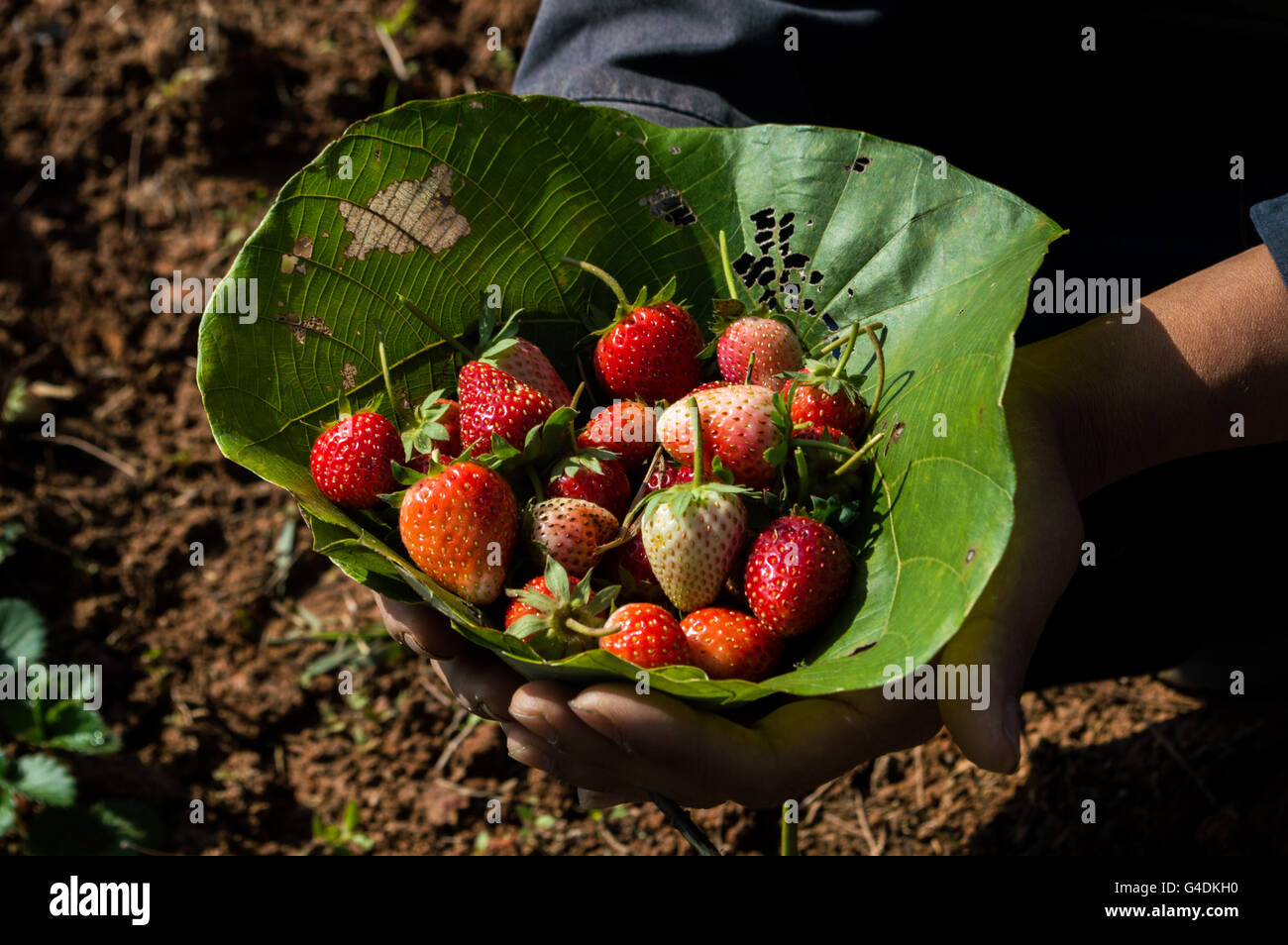 Strawberry are wrapped leaves Stock Photo - Alamy